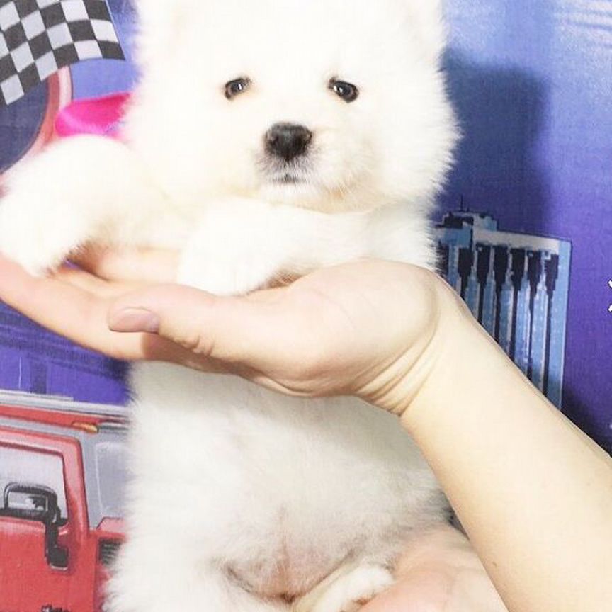 Замечательные белоснежные самоедики щеночки