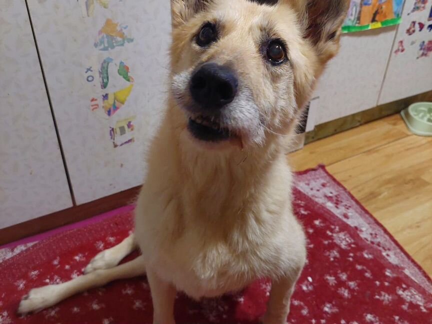 У Балты отказали задние лапы из за опухоли