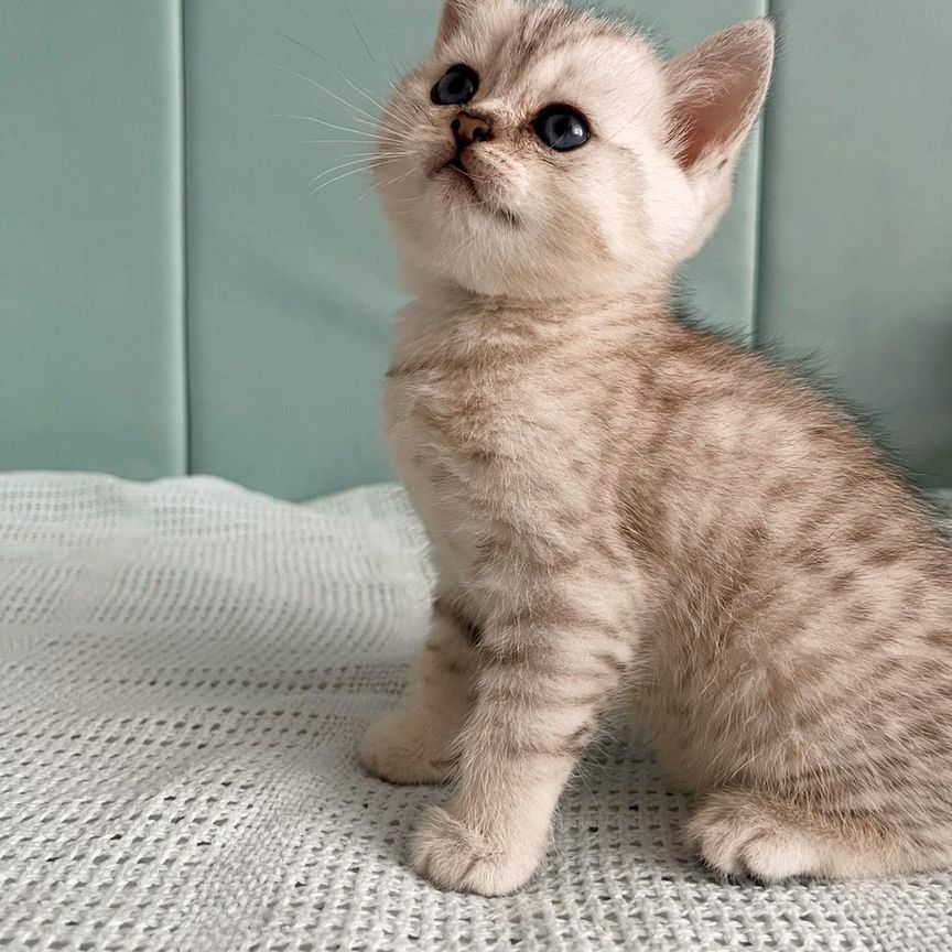 Котёнок Британская шиншилла