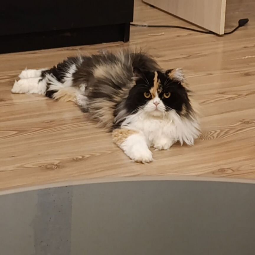 Шотландская прямоухая кошка