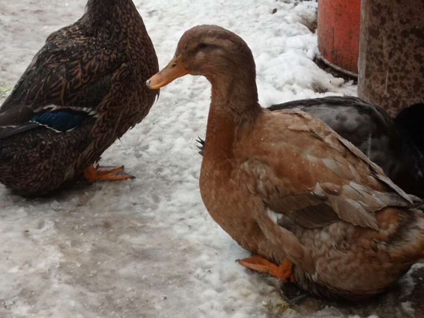 Руанская утка