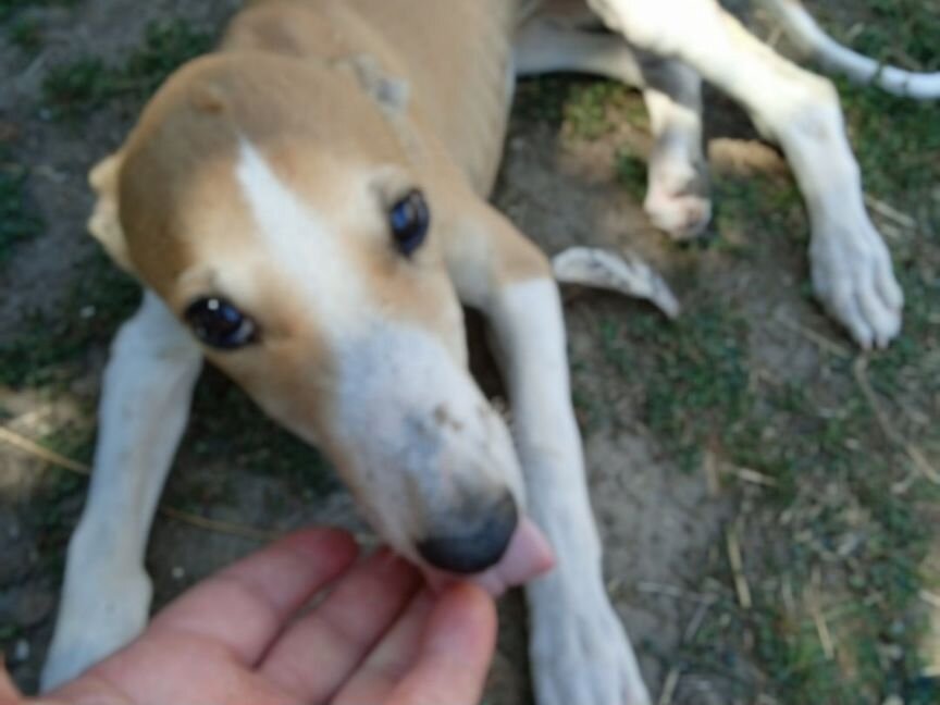 Собака для охоты щенок