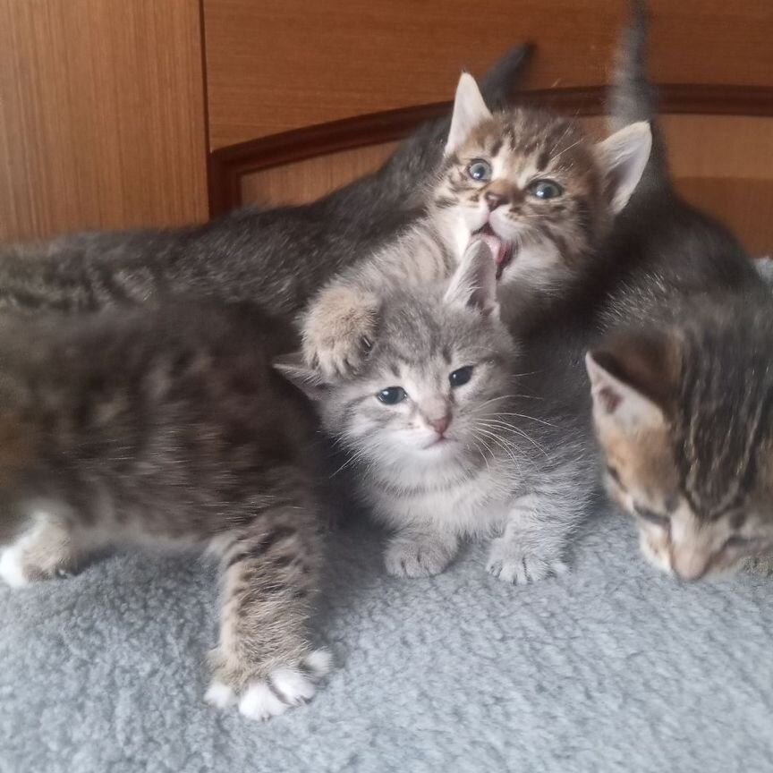 Котёнок в добрые руки