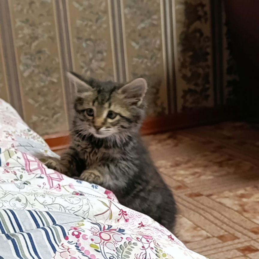 Котенок в добрые руки