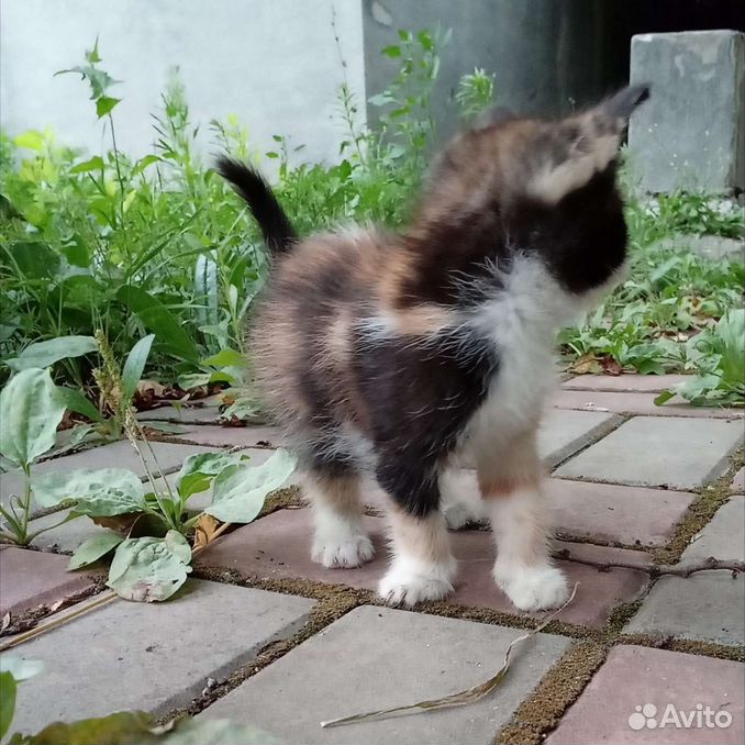 Продам котёнка девочка