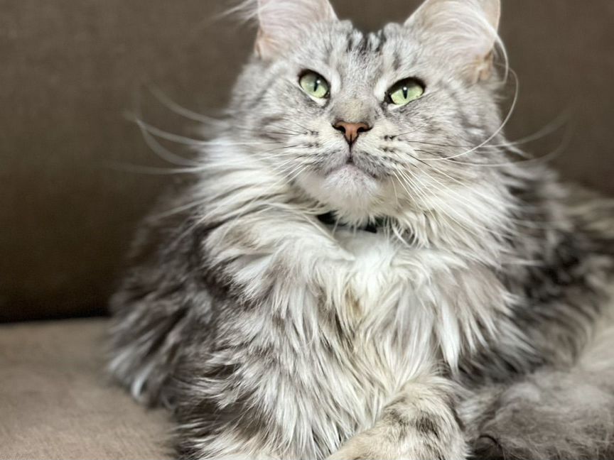 Мейн-кун в добрые руки