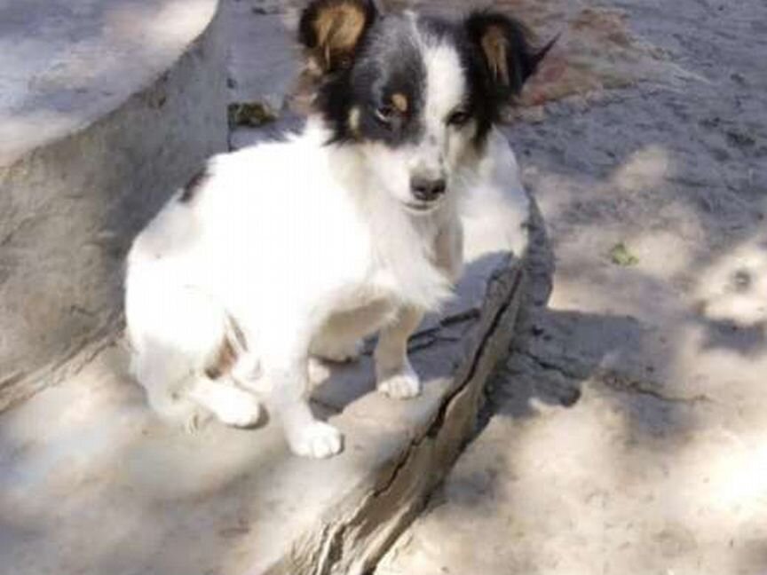 Ищем семью собаке