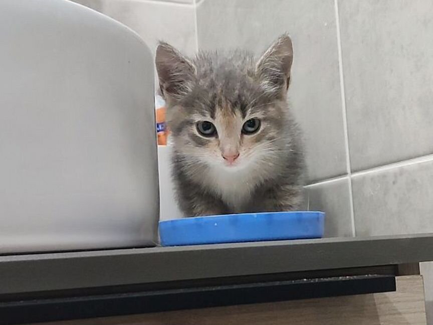 Котёнок