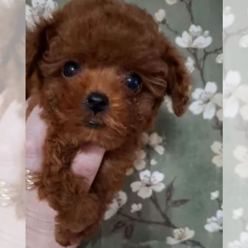 Мальтипу, щенок