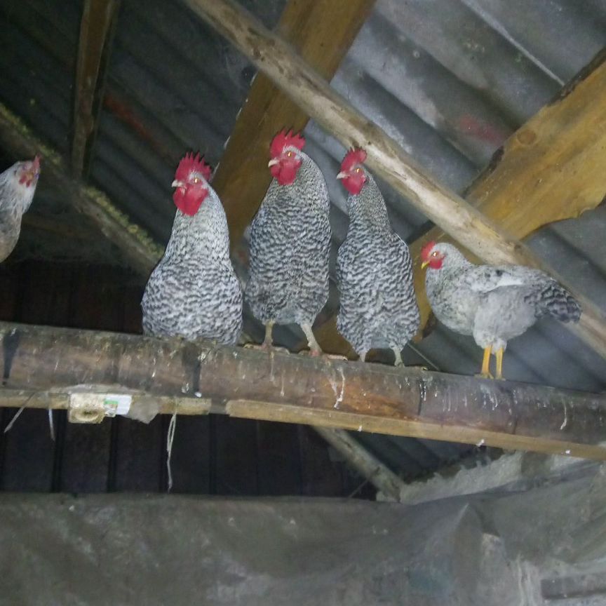 Молодые петушки