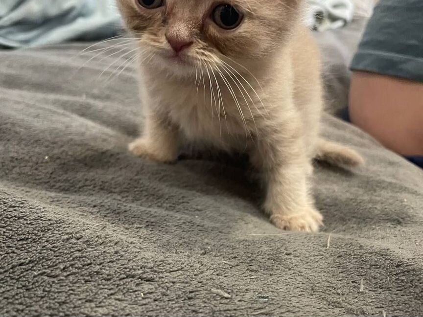 Британские котята
