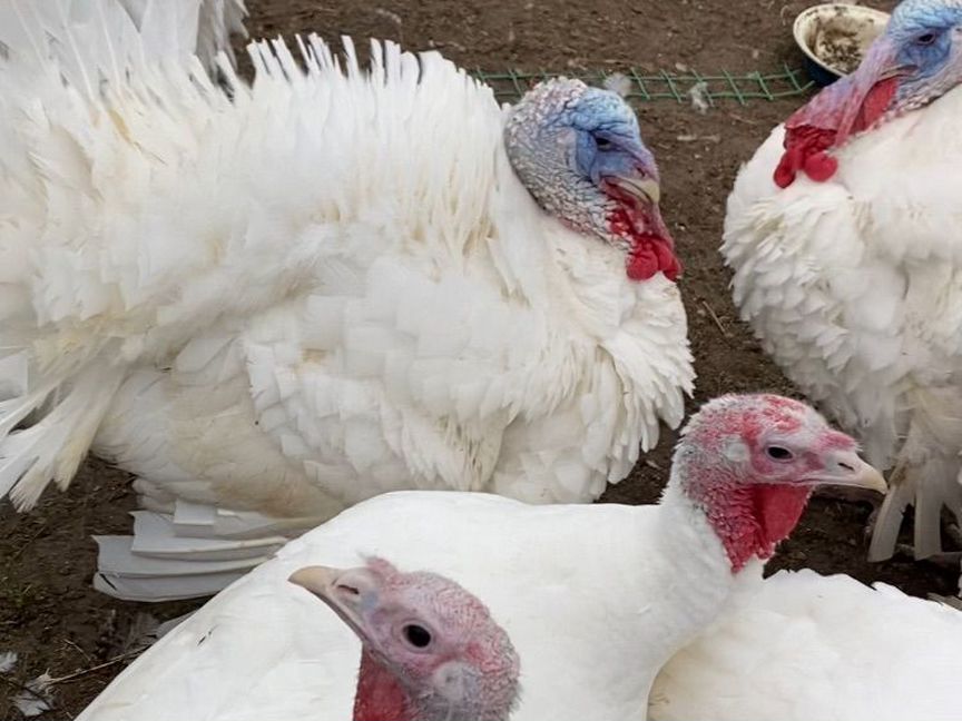 Мясо индейки