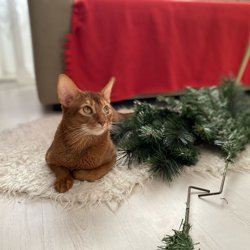 Аббисинский кот