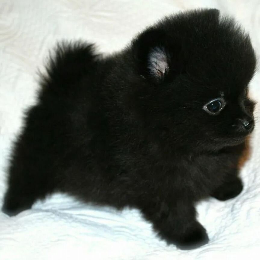 Померанский шпиц, щенок