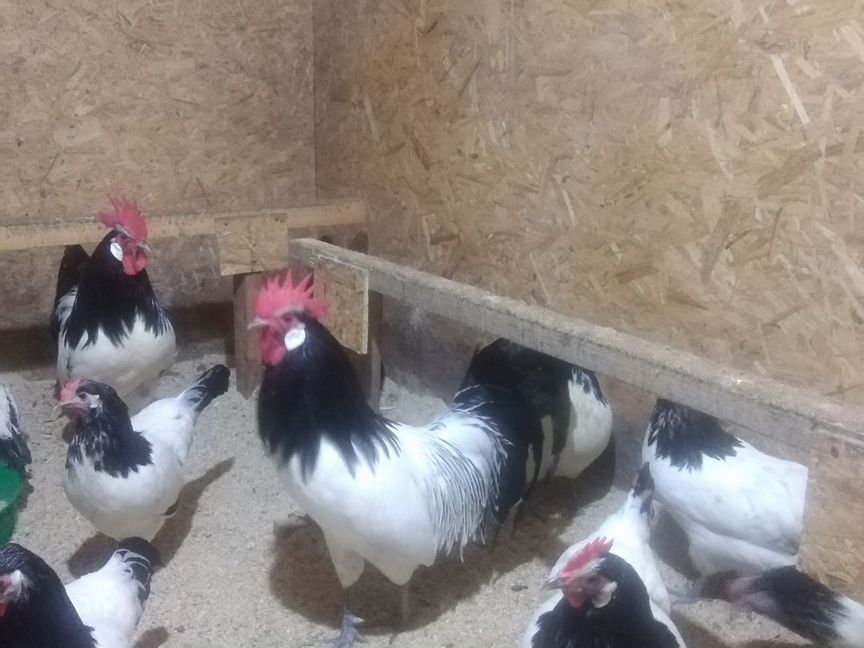 Куры петухи