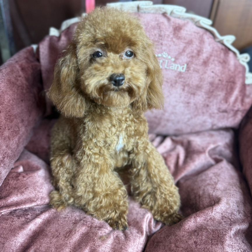 Той-пудель, взрослая собака