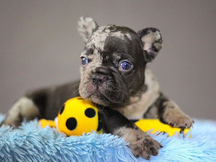 Милейшие щенки французики