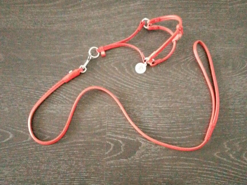 Шлейка для маленькой собаки с поводком кожаная