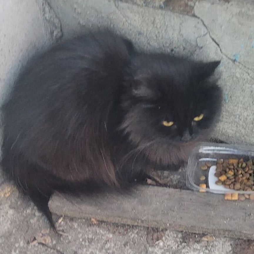 Взрослая, кошка в добрые руки