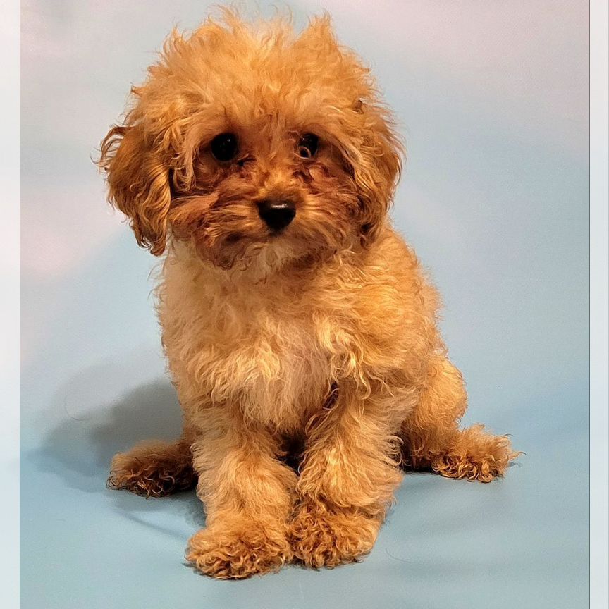 Той-пудель, щенок