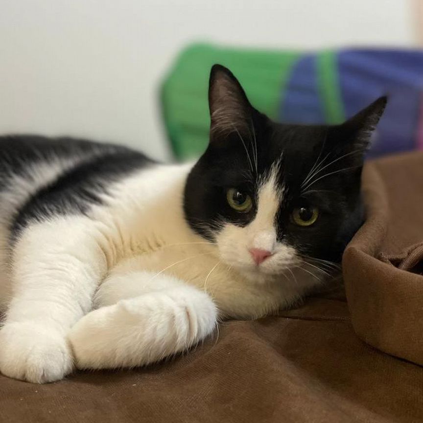 Мусичка ищет дом