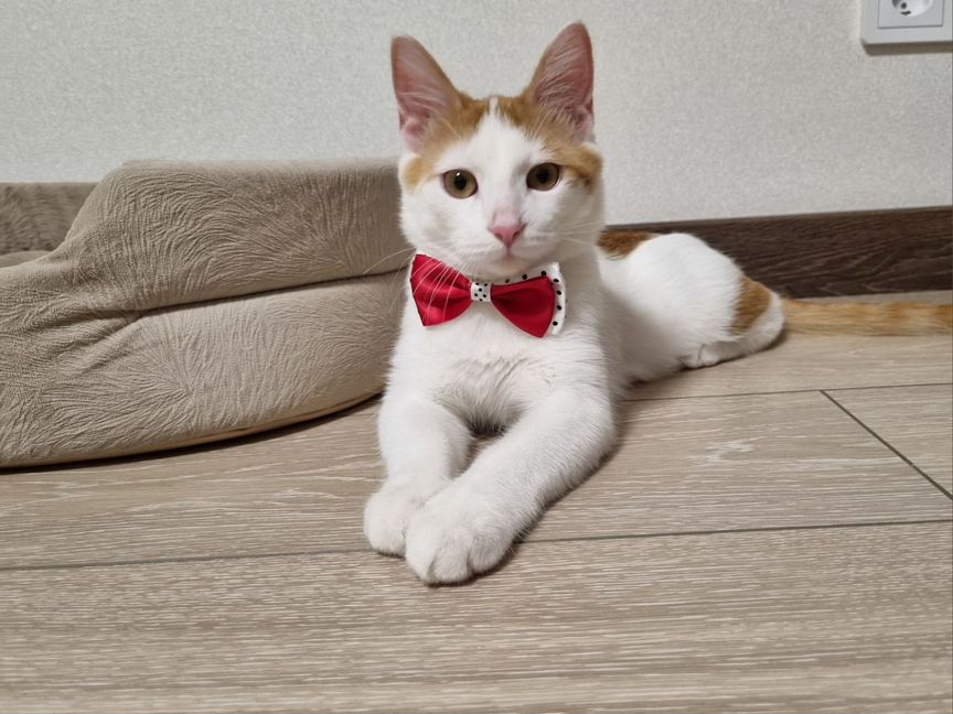 Котенок Эдди ласковый