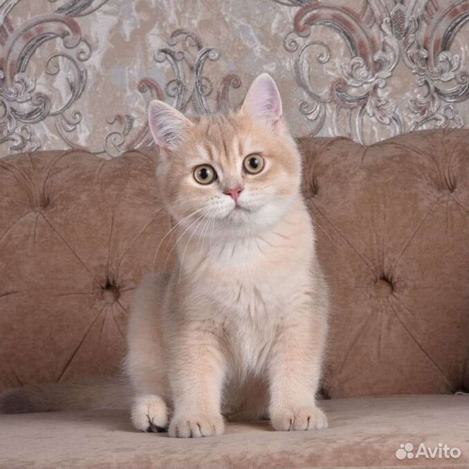 Британский мальчик Лилак в разведение