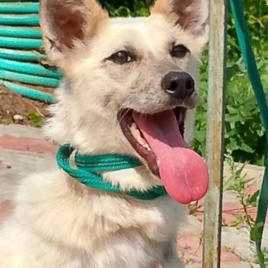 Собака