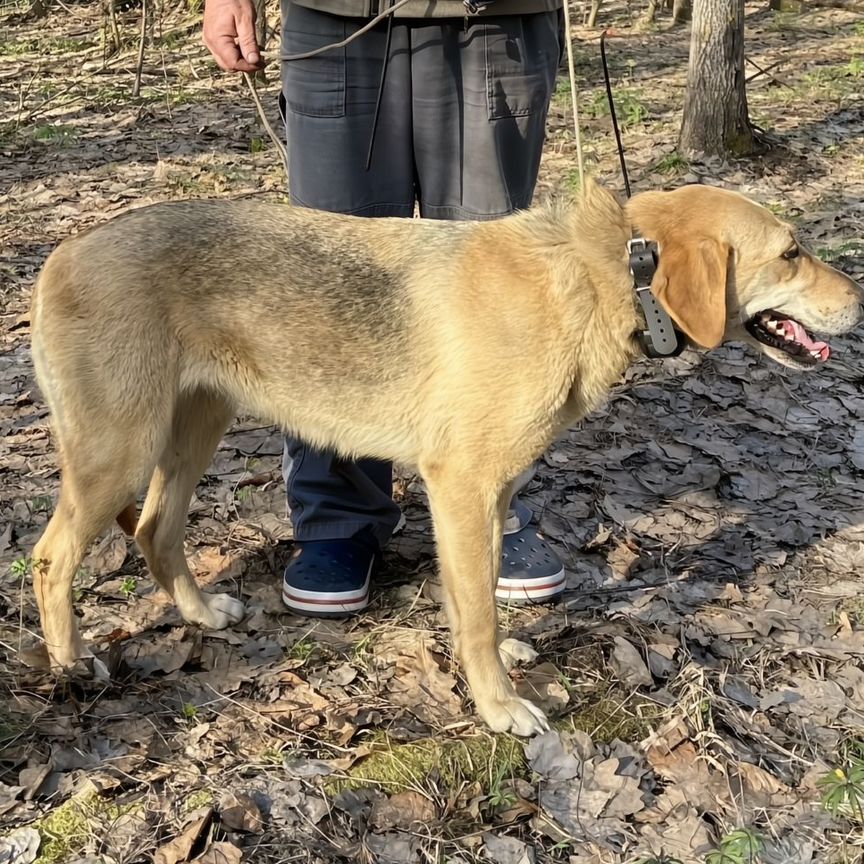 Русская гончая, взрослая собака