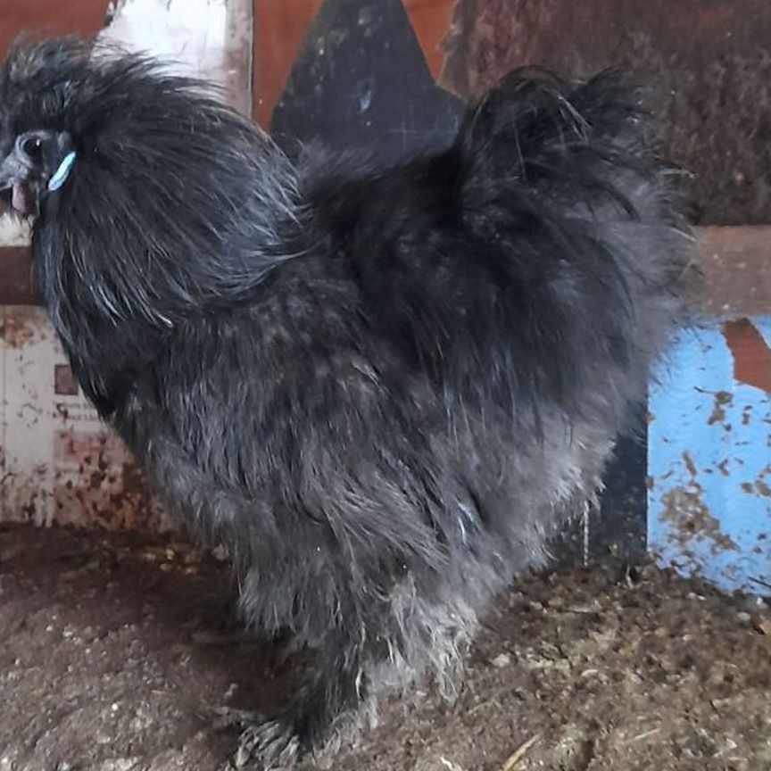 Петушки китайские шёлковые