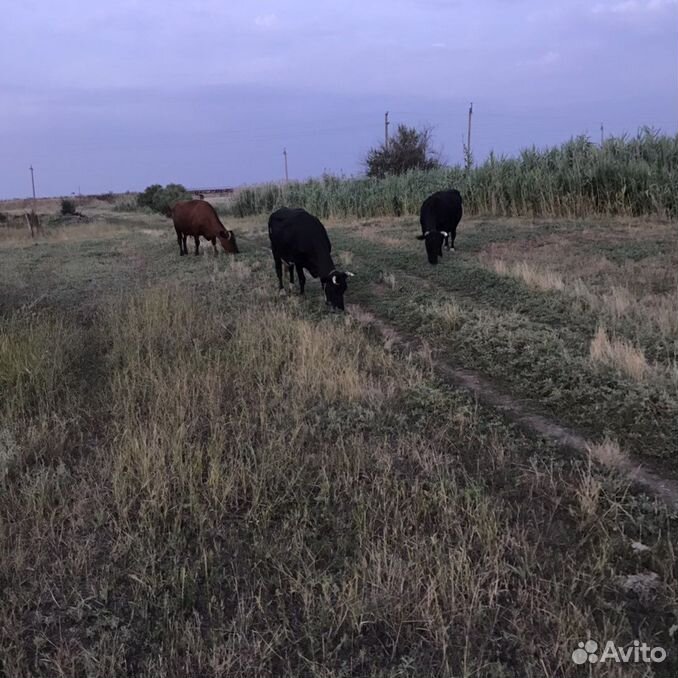 Коровы дойные молочные