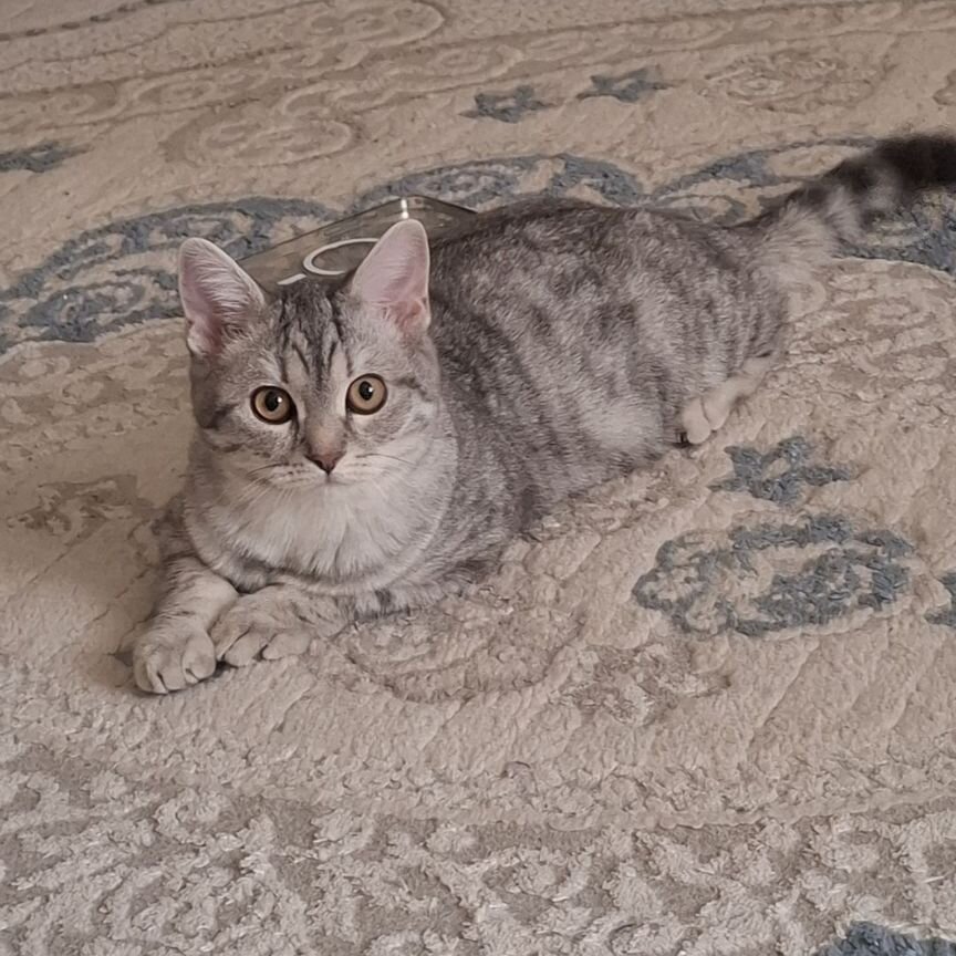 Отдам котенка