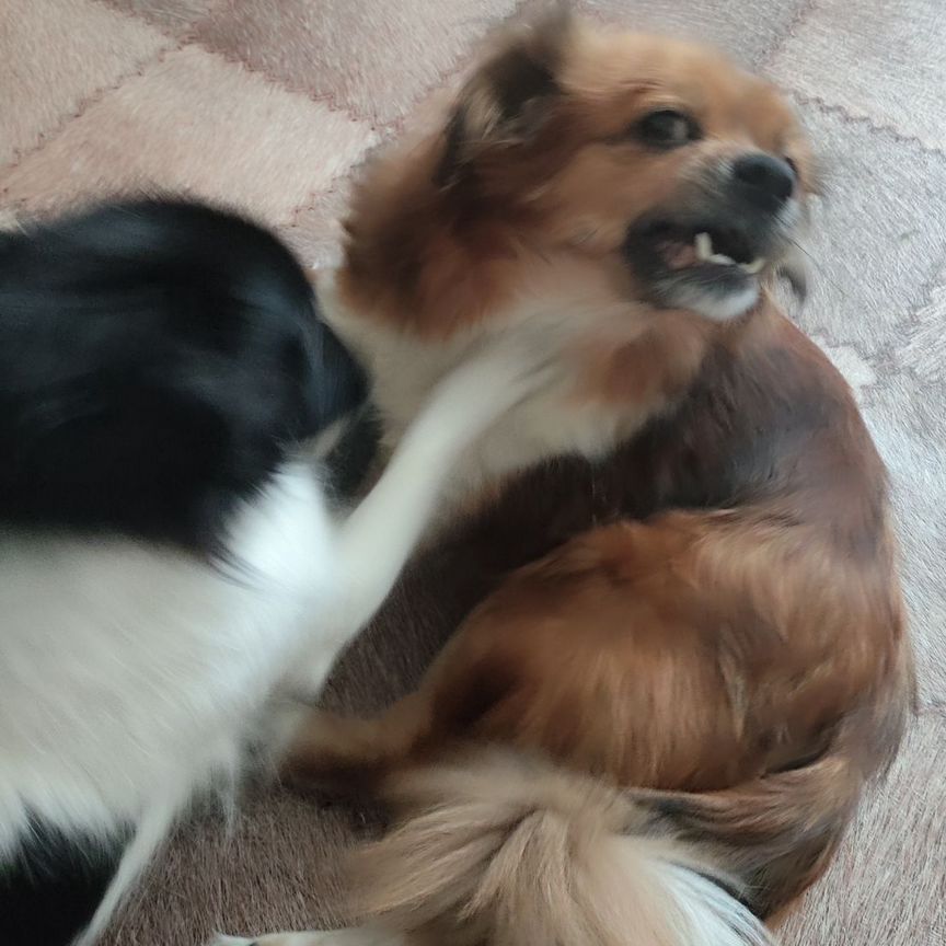 Чихуахуа, щенок