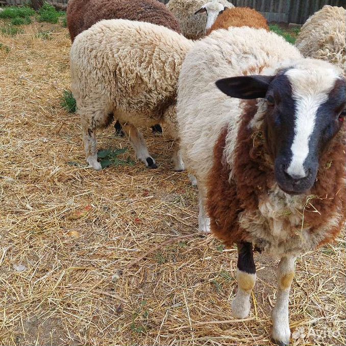 Овцы бараны