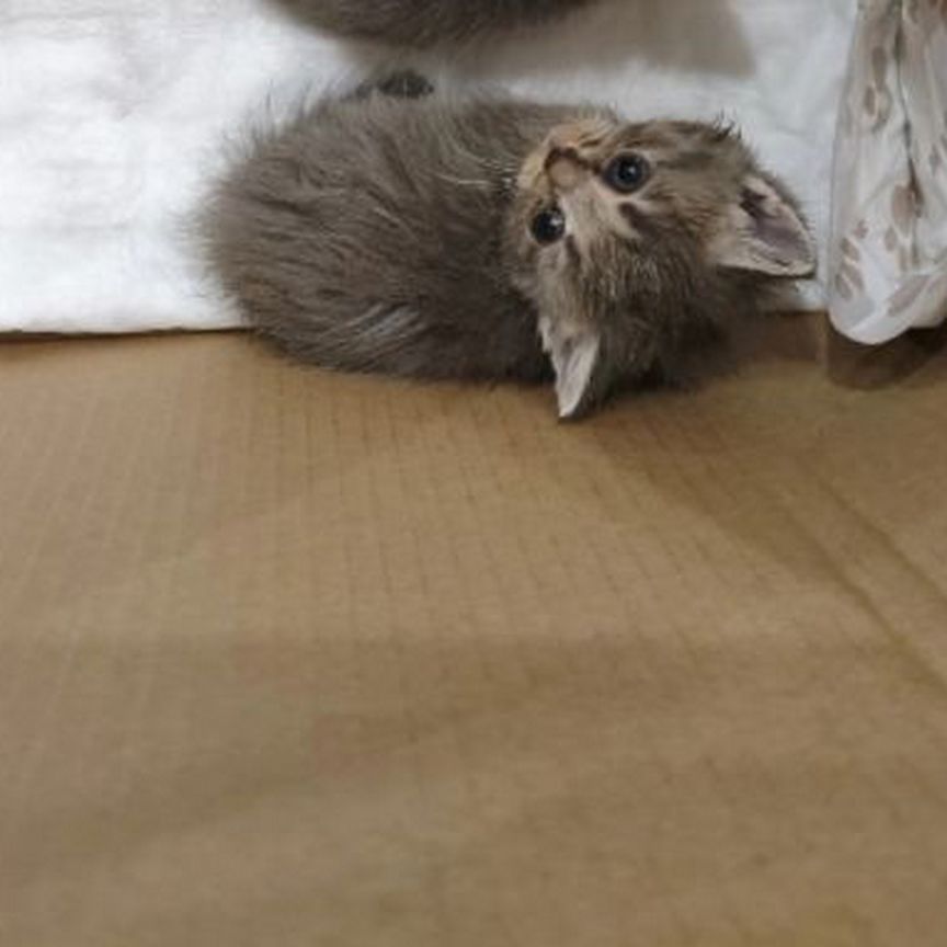 Котёнок в добрые руки