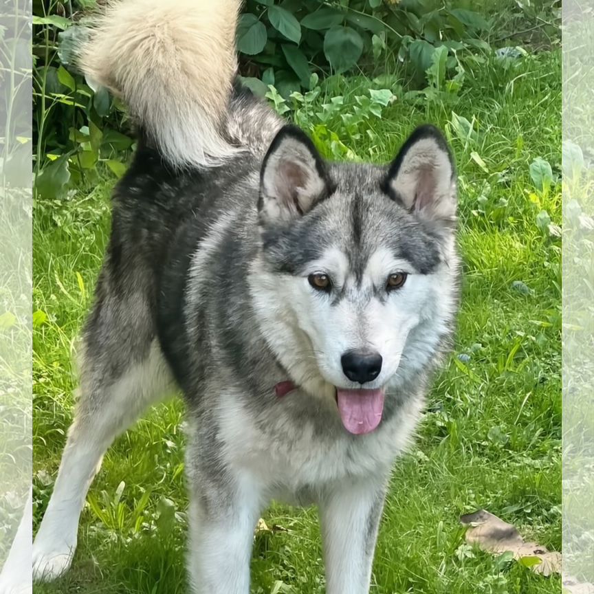 Лайка, взрослая собака