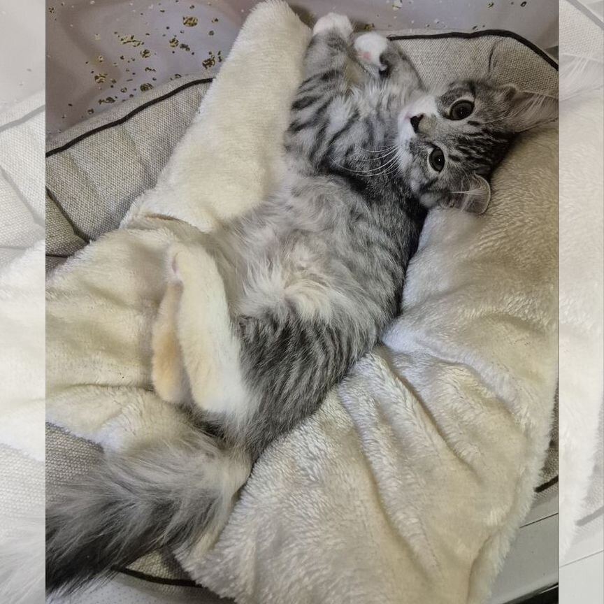 Сладкий котенок Кекс хочет домой из клетки