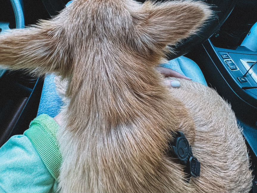Шлейка Zee.Dog Gotham XS