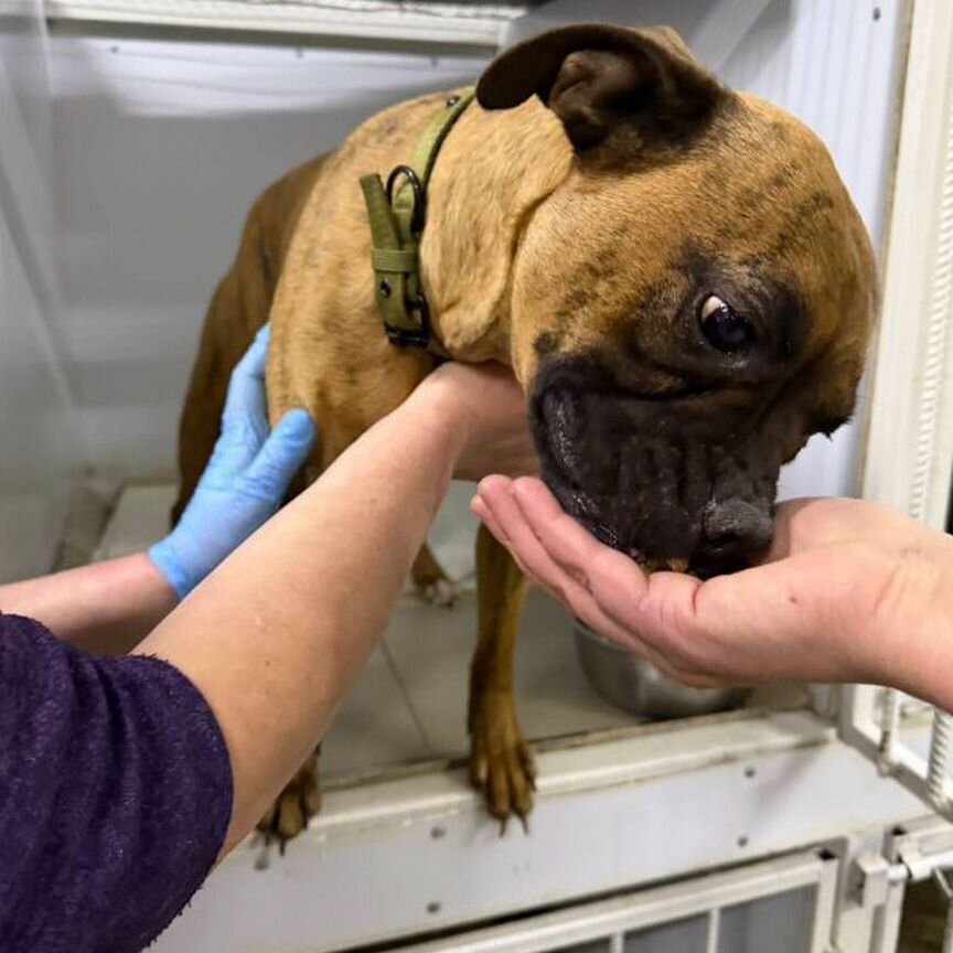 Боксер, взрослая собака