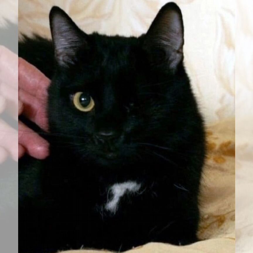 Кот