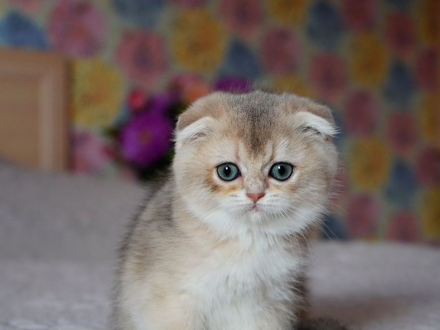 Шотландская вислоухая голубое золото