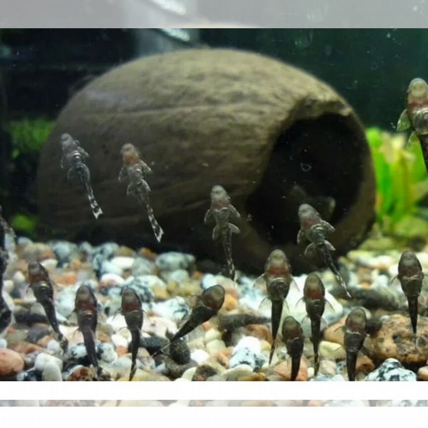 Анциструс сом