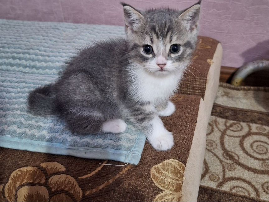 Шотландский котёнок