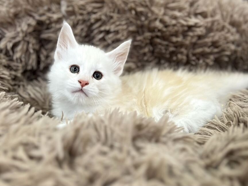 Котята мейн-кун