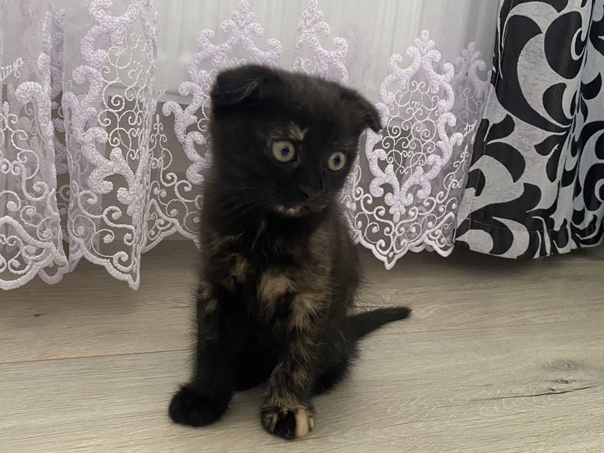 Котята шотладская вислоухая