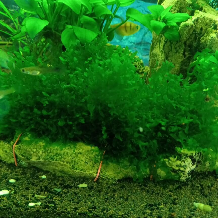 Ломариопсис