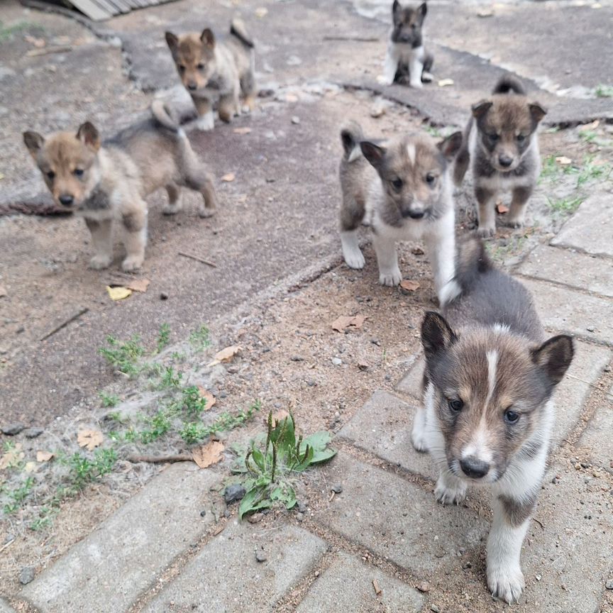 Щенки западно сибирской лайки зсл