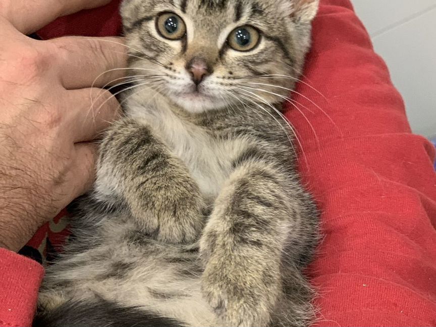 Ласковая, подобрана во дворе, 3,5 мес