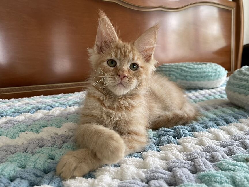 Кошечка мейн кун в красном окрасе