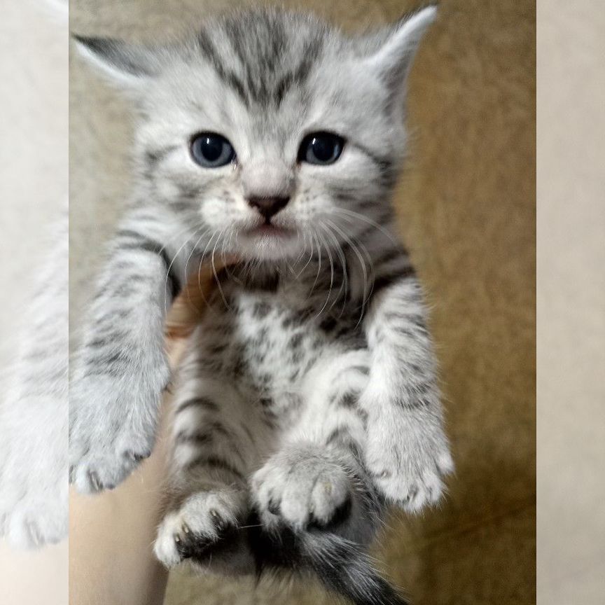 Шотландский прямоухий короткошёрстный котёнок